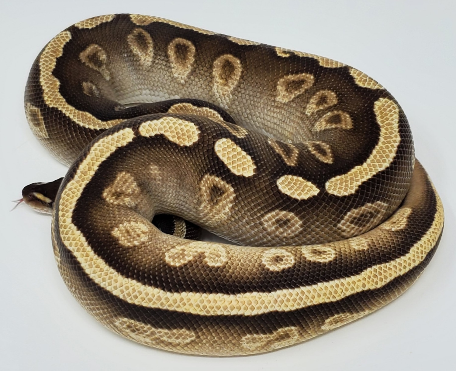 OD GHI Mojave Ball Python by Fire Ball Pythons - MorphMarket