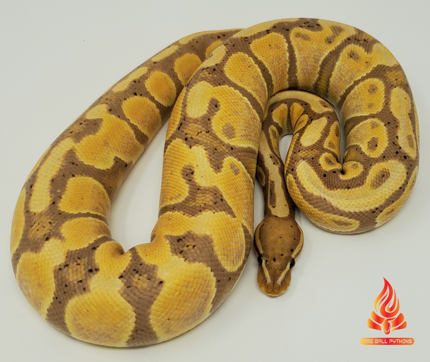 CG Mandarin Ball Python by Fire Ball Pythons - MorphMarket