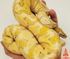 Mandarin CG Super Pastel Ball Python by Fire Ball Pythons - MorphMarket