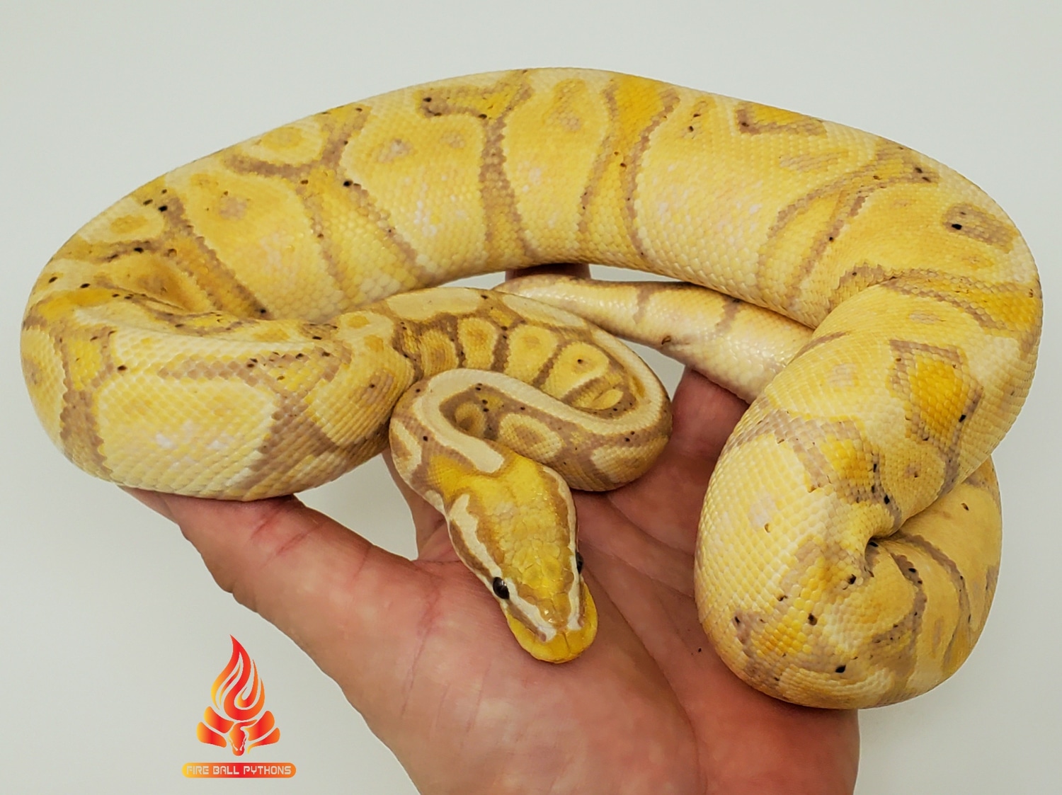Mandarin CG Super Pastel Ball Python by Fire Ball Pythons - MorphMarket