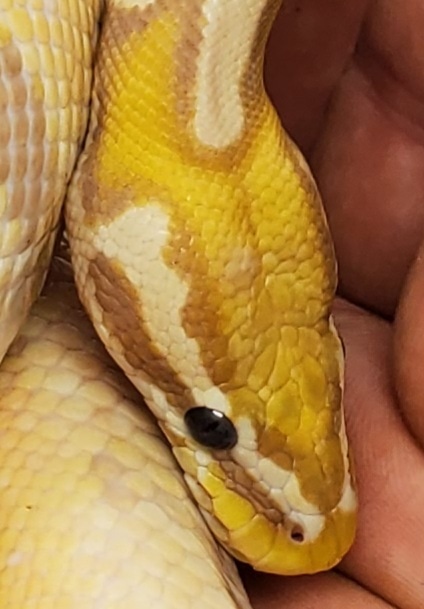 Mandarin CG Super Pastel Ball Python by Fire Ball Pythons - MorphMarket