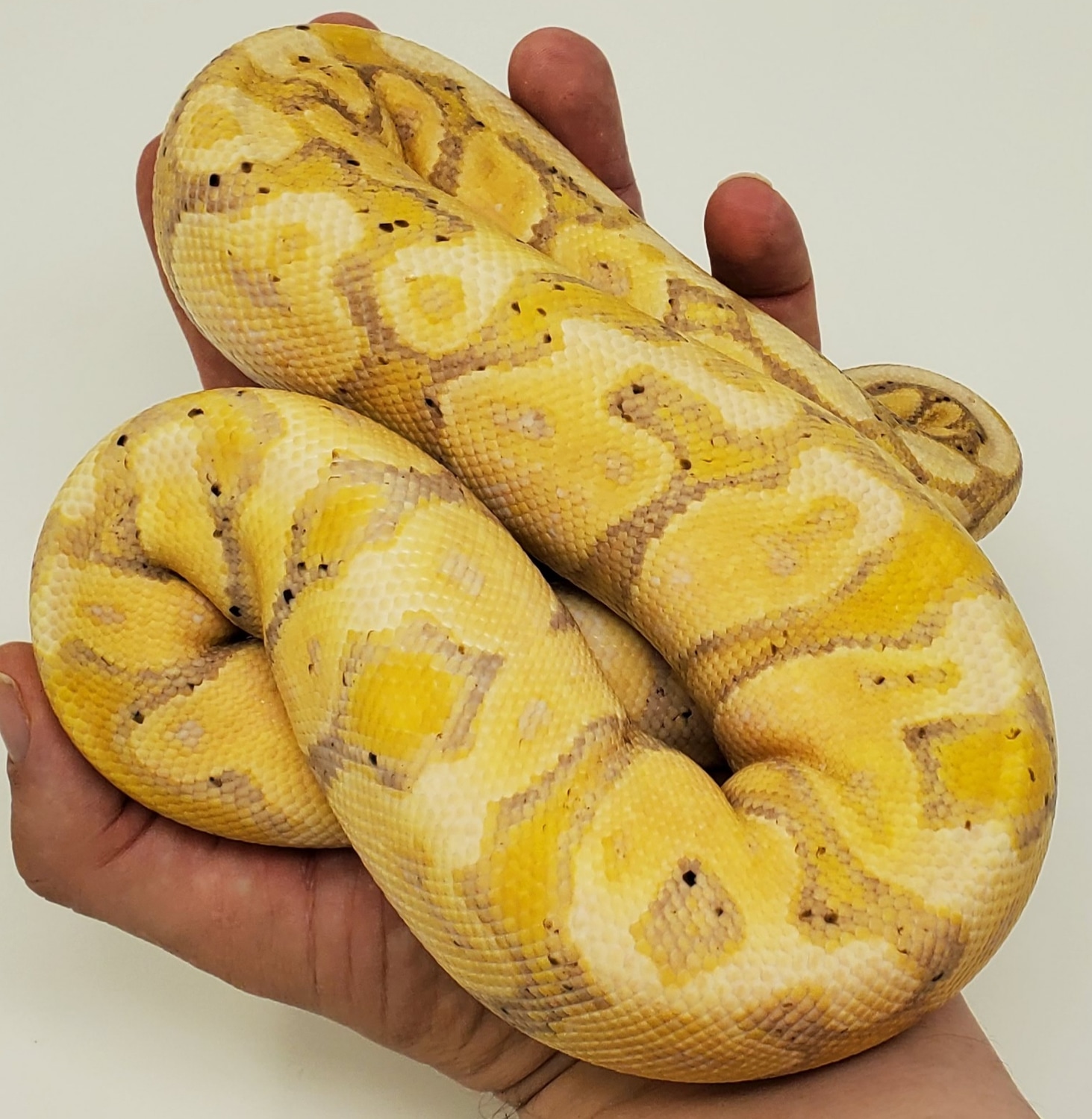 Mandarin CG Super Pastel Ball Python by Fire Ball Pythons - MorphMarket