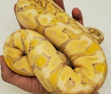 Mandarin CG Super Pastel Ball Python by Fire Ball Pythons - MorphMarket