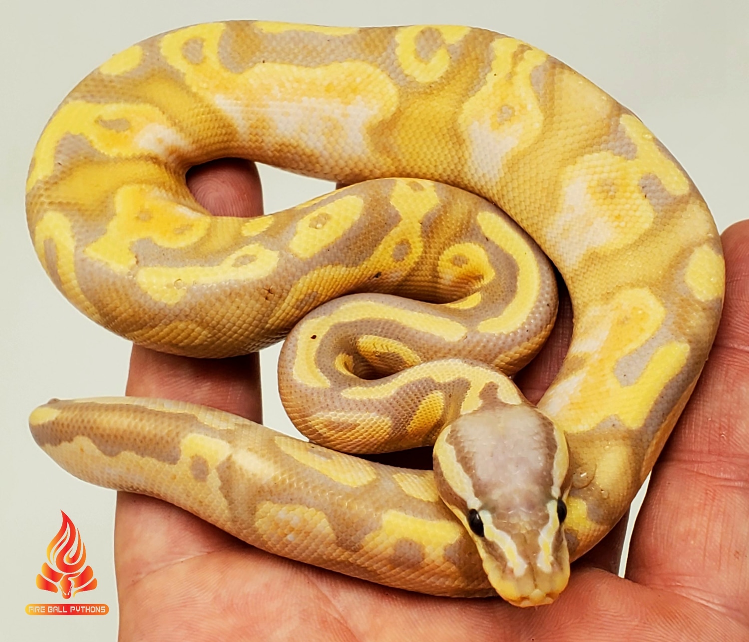 CG Enchi YB Pastel Calico 100% Het Pied Ball Python by Fire Ball ...
