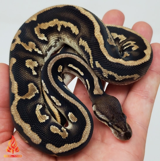 OD Cinnamon YB 100% Het Clown Ball Python by Fire Ball Pythons