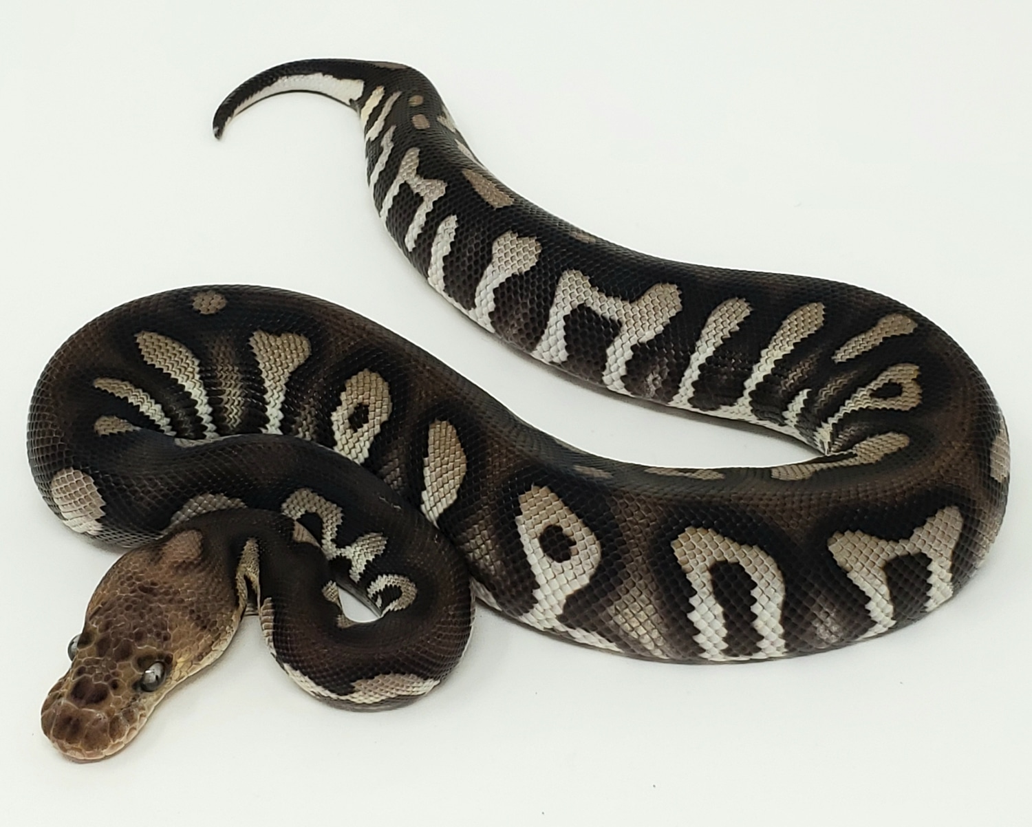Cinnamon Dark Knight Ball Python by Fire Ball Pythons - MorphMarket