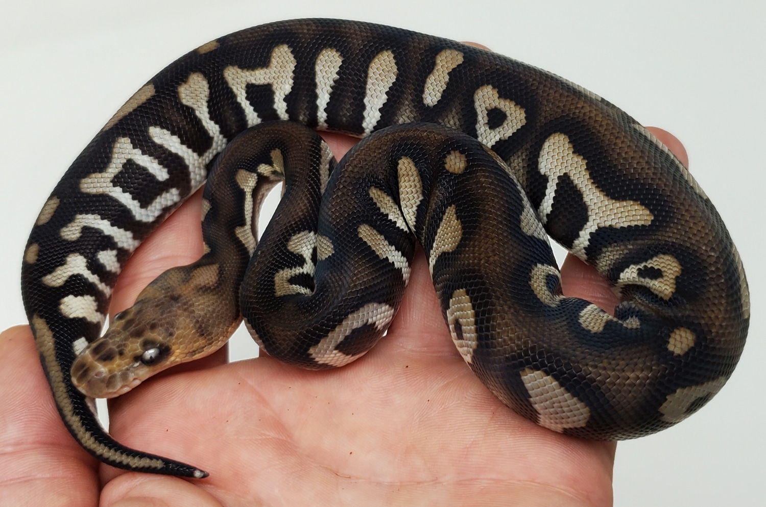 Cinnamon Dark Knight Ball Python by Fire Ball Pythons - MorphMarket
