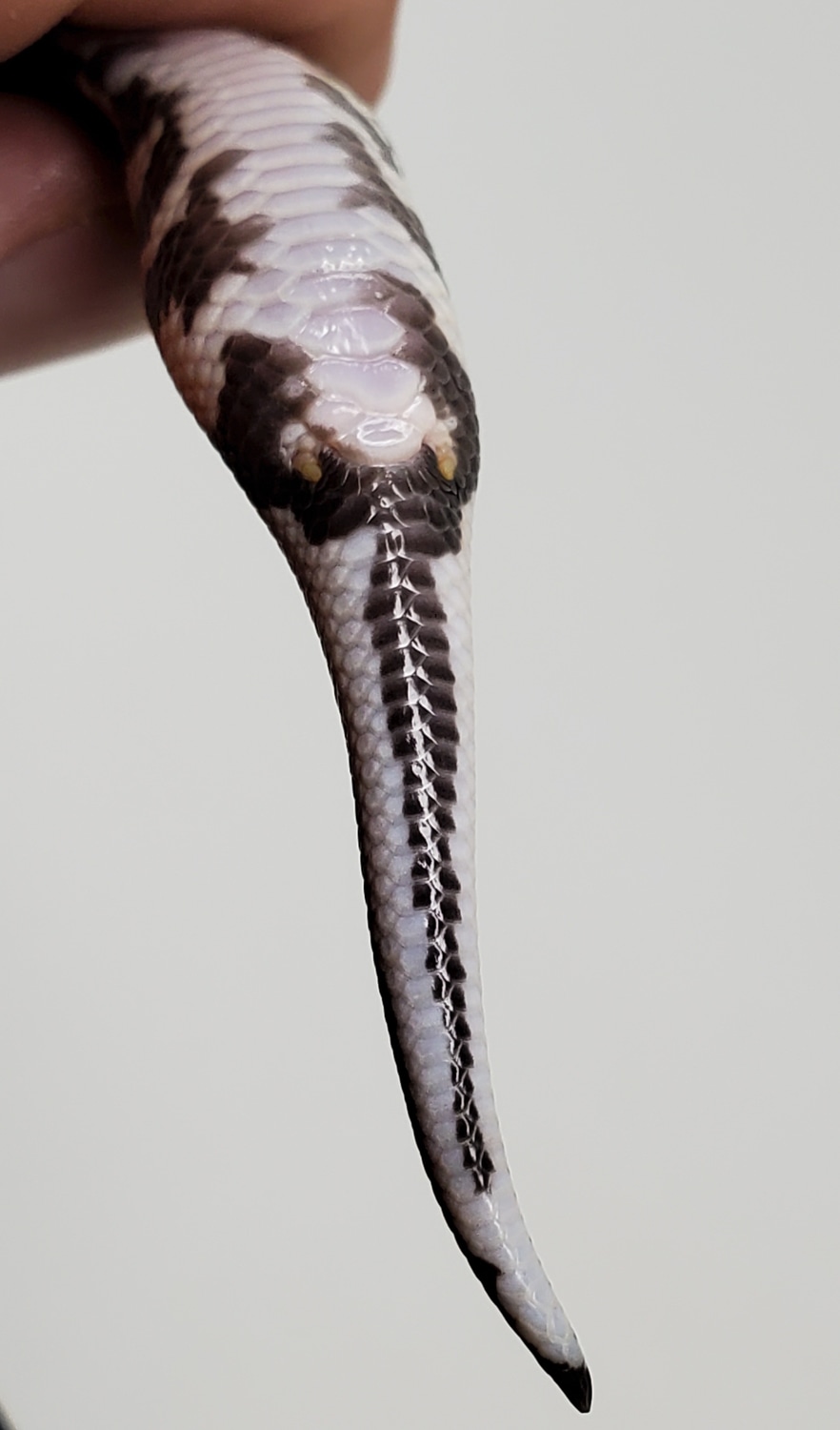 Cinnamon Dark Knight Ball Python by Fire Ball Pythons - MorphMarket