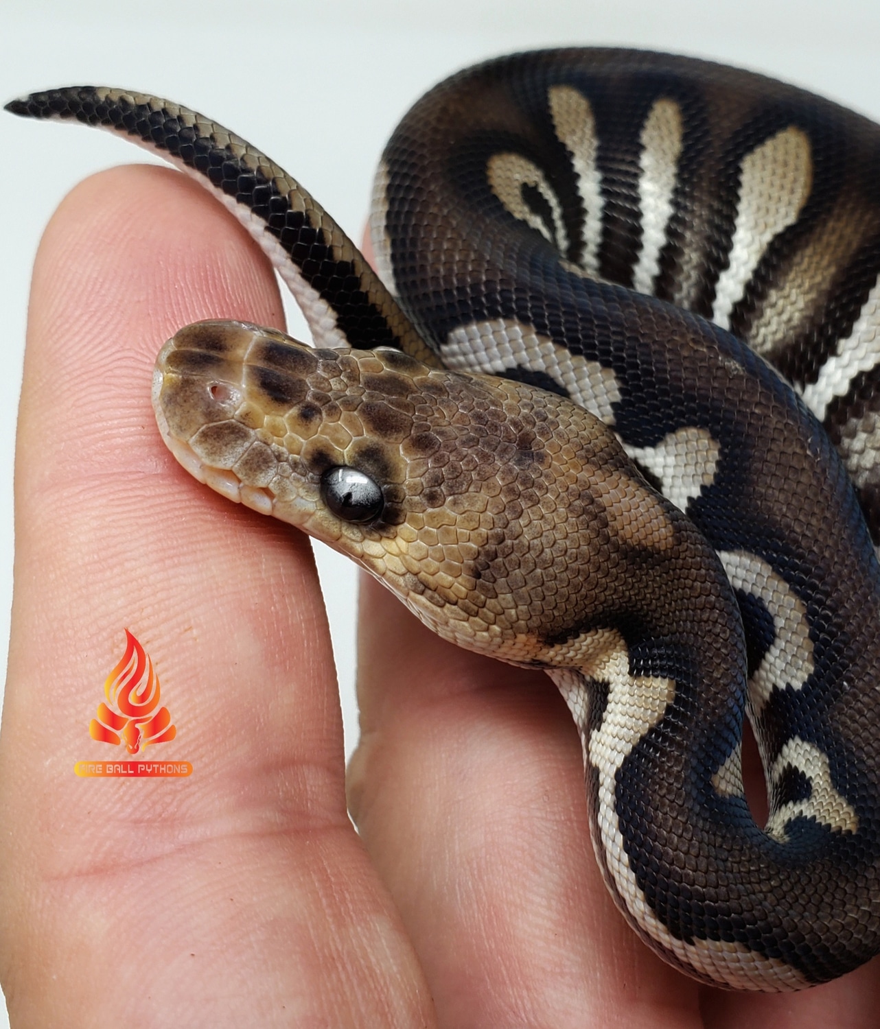 Cinnamon Dark Knight Ball Python by Fire Ball Pythons - MorphMarket