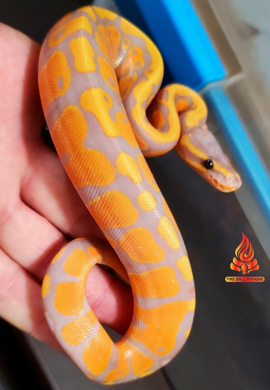 🔥Super Mandarin Coral Glow🤩 Ball Python by Fire Ball Pythons - MorphMarket