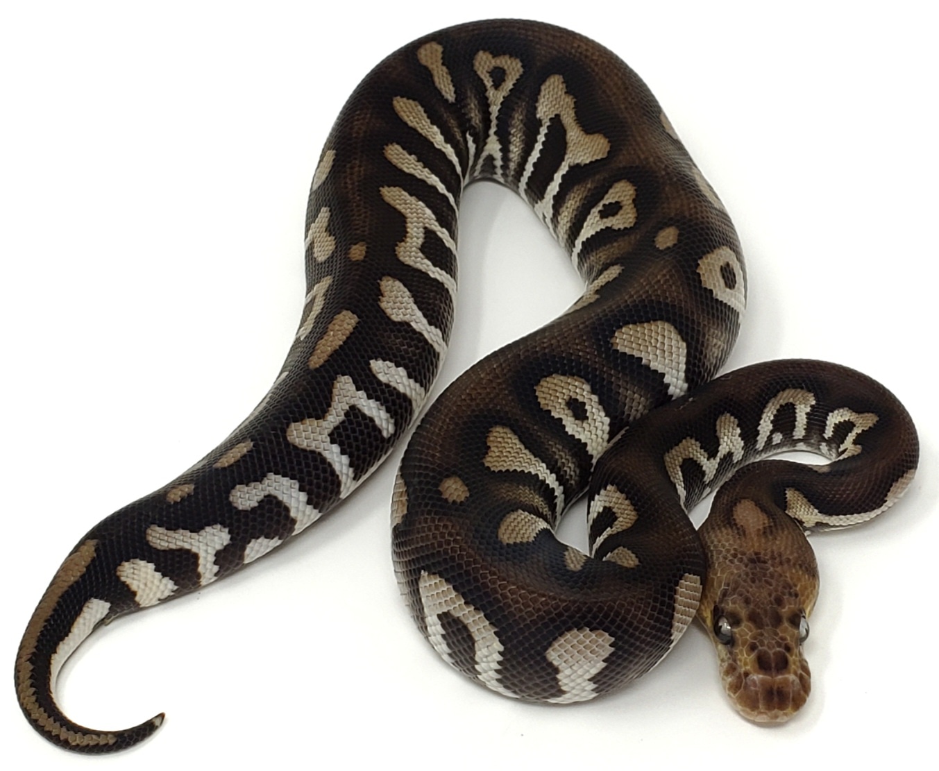 Cinnamon Dark Knight Ball Python by Fire Ball Pythons - MorphMarket