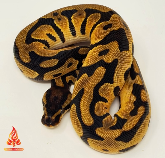 Super OD Leopard Ball Python by Fire Ball Pythons