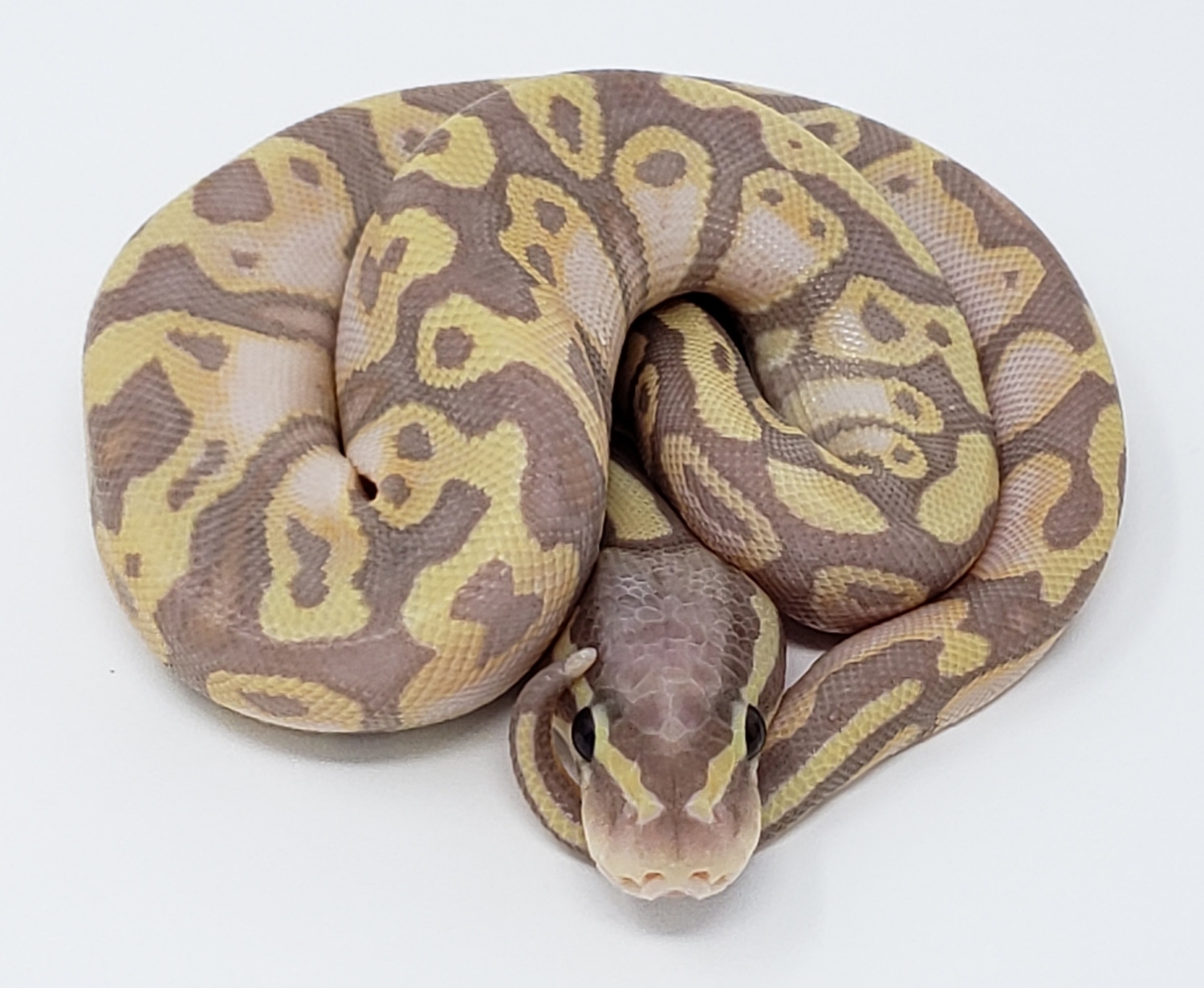 Mandarin CG Super Pastel Ball Python by Fire Ball Pythons - MorphMarket