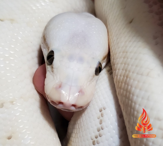 Fire Killer Spinnerblast Ball Python by Fire Ball Pythons