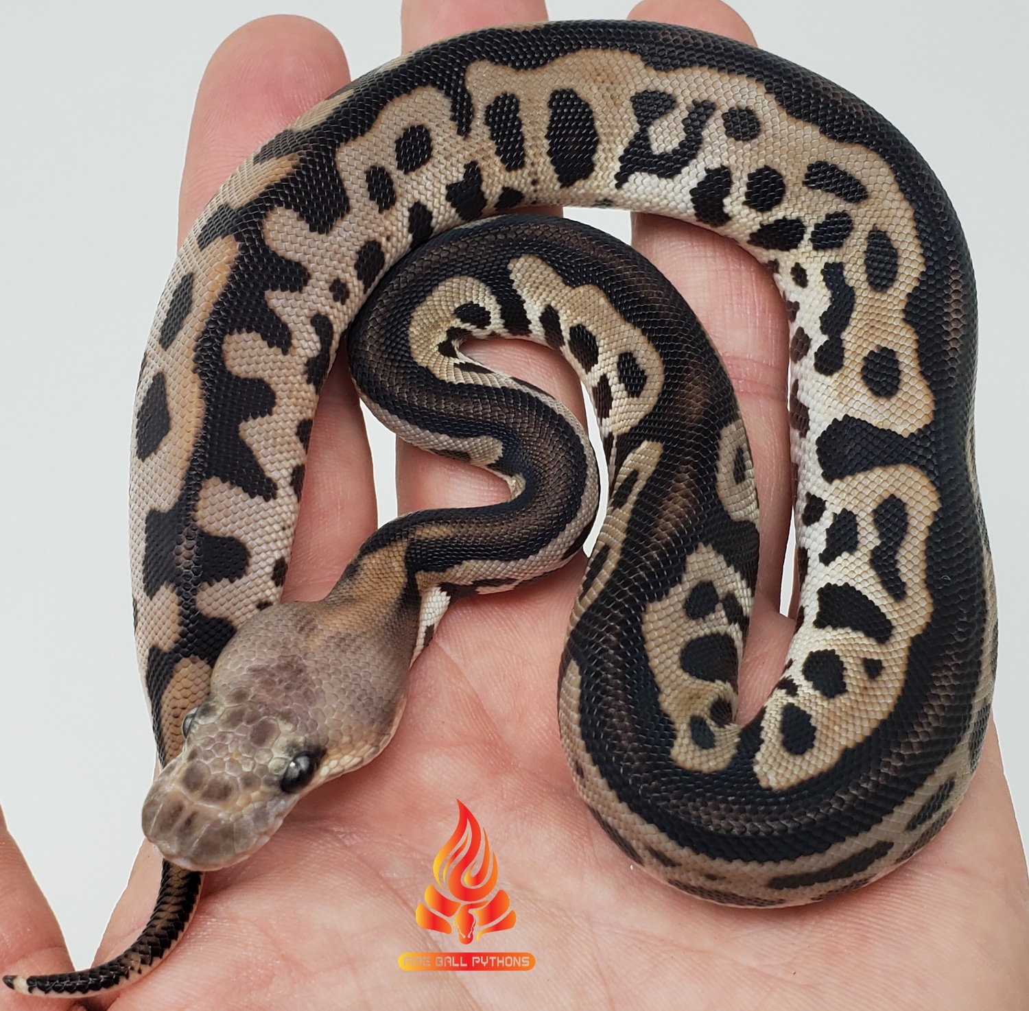 Chocolate Leopard Cinnamon Clown Ball Python by Fire Ball Pythons ...