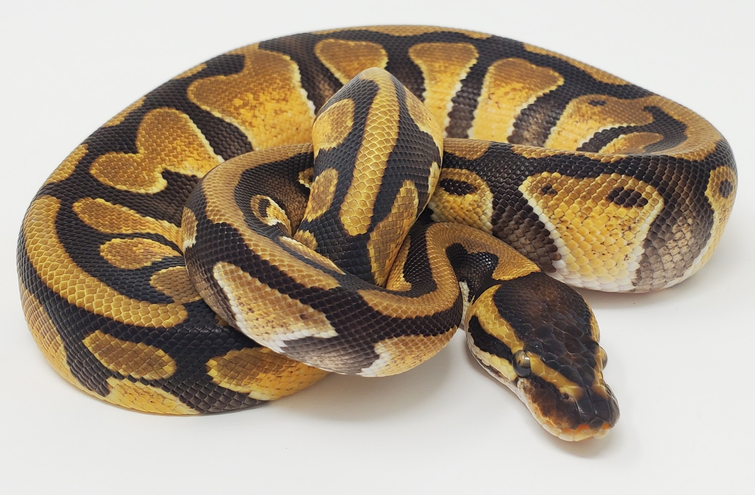 Enchi Triple Het Holy Grail Ball Python by Fire Ball Pythons - MorphMarket