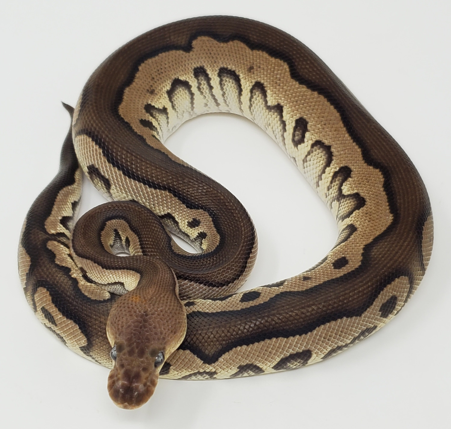 Chocolate Cinnamon Clown Ball Python by Fire Ball Pythons - MorphMarket