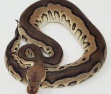 Chocolate Cinnamon Clown Ball Python by Fire Ball Pythons - MorphMarket