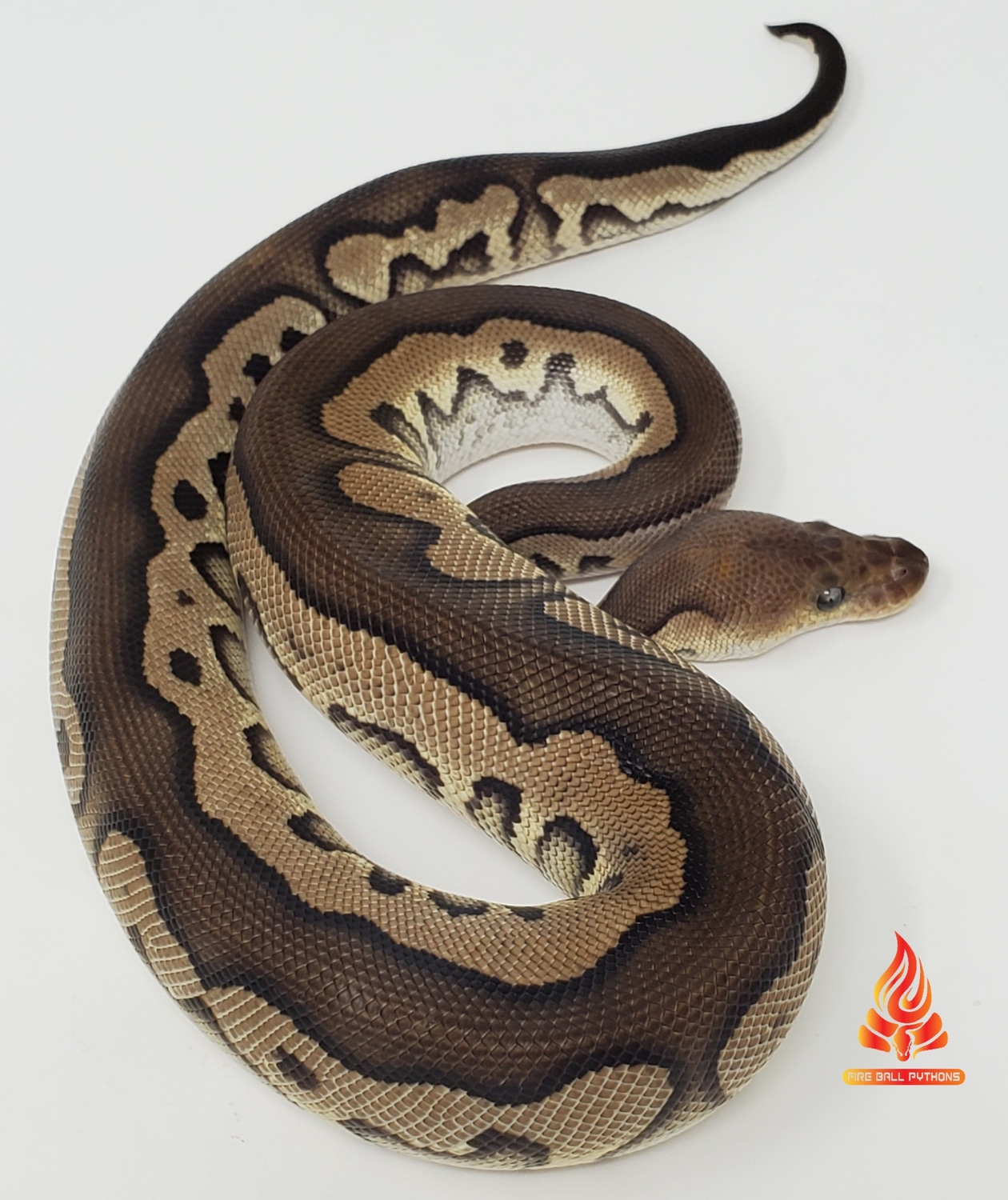 Chocolate Cinnamon Clown Ball Python by Fire Ball Pythons - MorphMarket