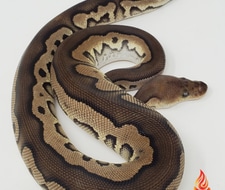 Chocolate Cinnamon Clown Ball Python by Fire Ball Pythons - MorphMarket