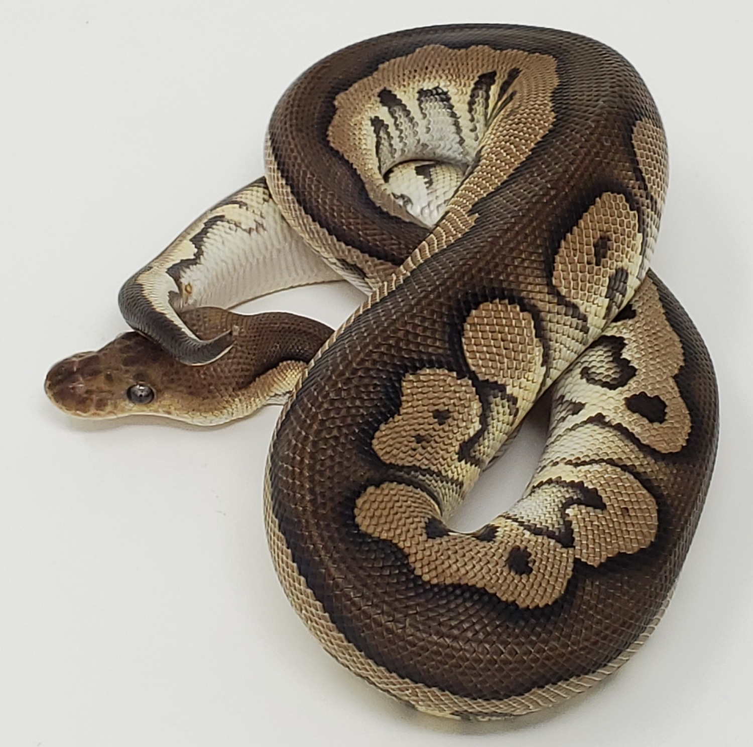 Chocolate Cinnamon Clown Ball Python by Fire Ball Pythons - MorphMarket