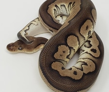 Chocolate Cinnamon Clown Ball Python by Fire Ball Pythons - MorphMarket