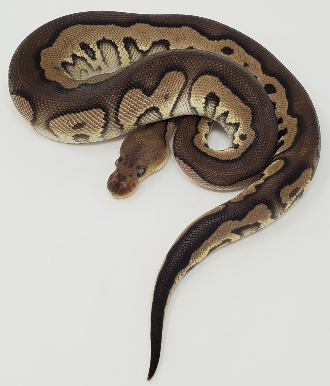 Chocolate Cinnamon Clown Ball Python by Fire Ball Pythons - MorphMarket