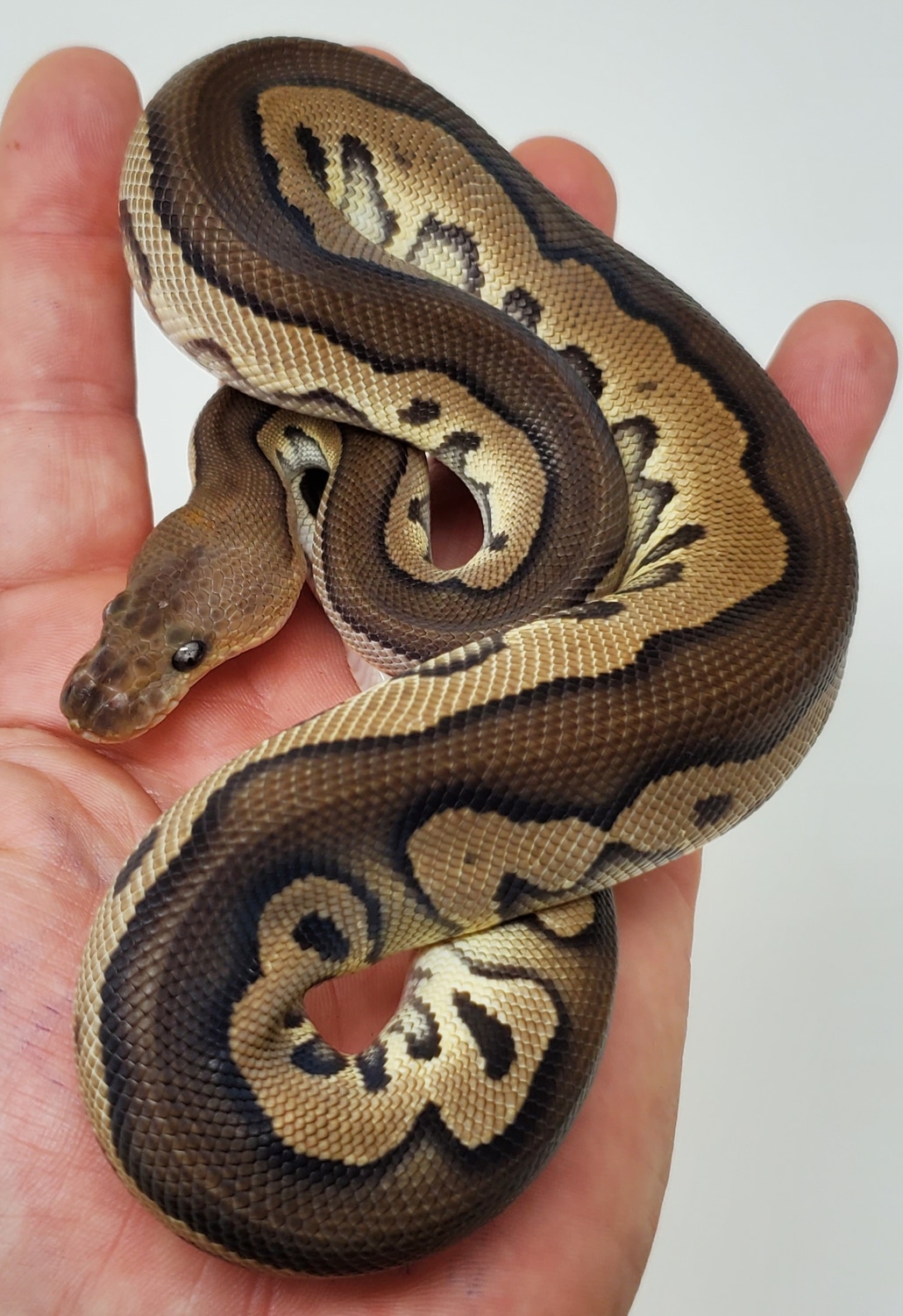 Chocolate Cinnamon Clown Ball Python by Fire Ball Pythons - MorphMarket