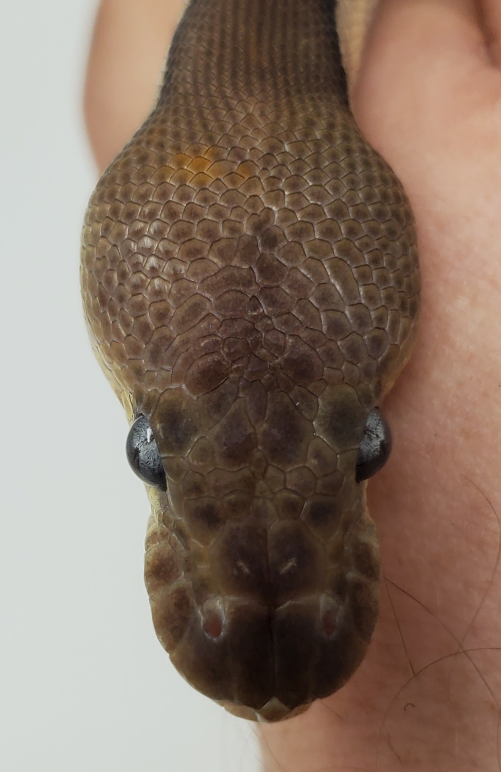 Chocolate Cinnamon Clown Ball Python by Fire Ball Pythons - MorphMarket