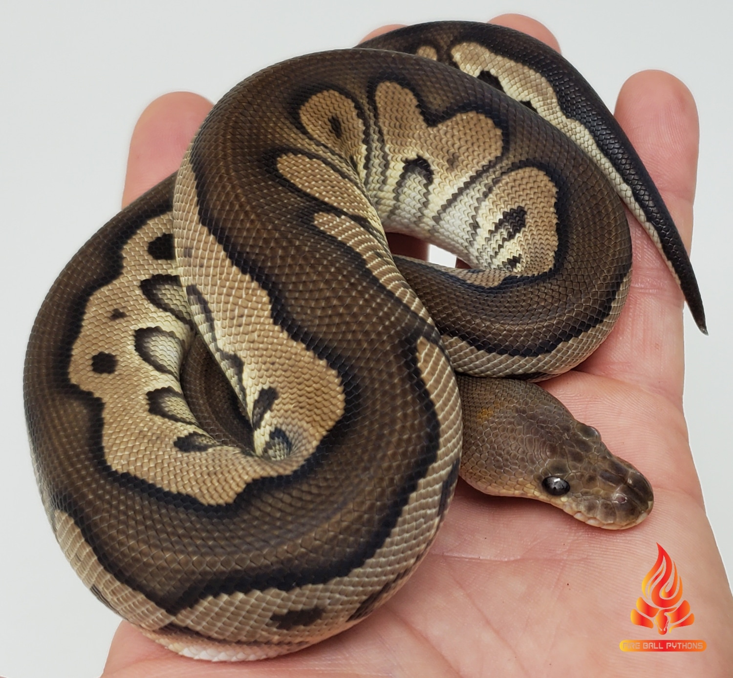 Chocolate Cinnamon Clown Ball Python by Fire Ball Pythons - MorphMarket
