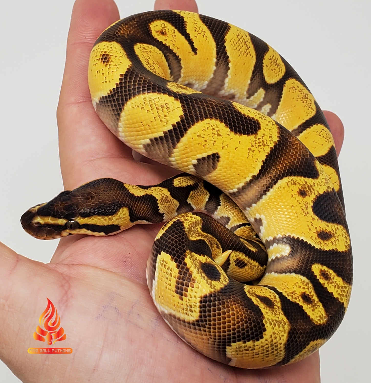 OD Enchi Asphalt Ball Python by Fire Ball Pythons - MorphMarket