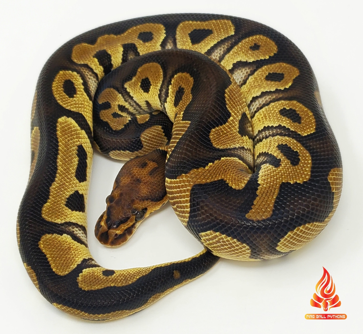 Chocolate Clown Ball Python by Fire Ball Pythons - MorphMarket