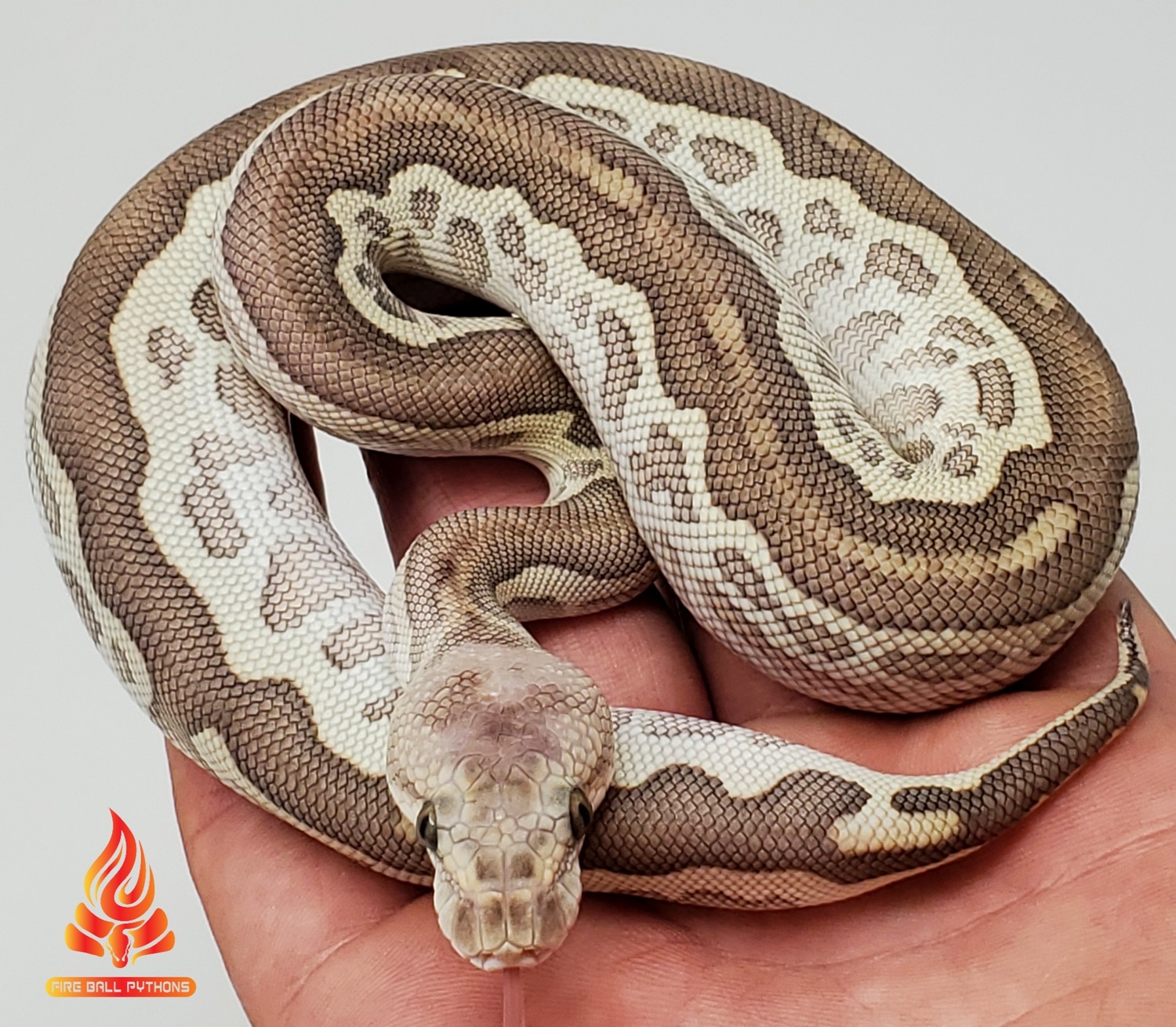 Cypress Leopard Lesser Clown Ball Python by Fire Ball Pythons - MorphMarket