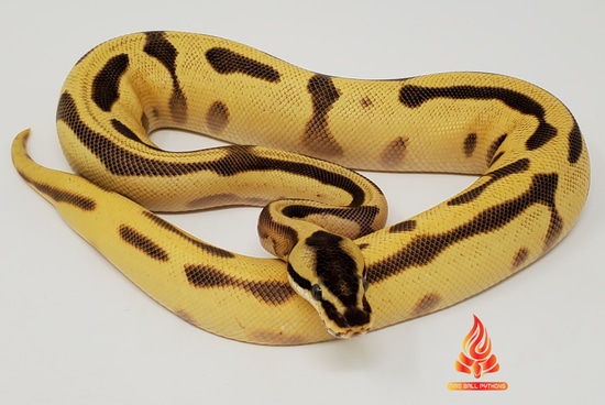 OD Enchi Leopard Fire (Poss Super OD) Ball Python by Fire Ball Pythons