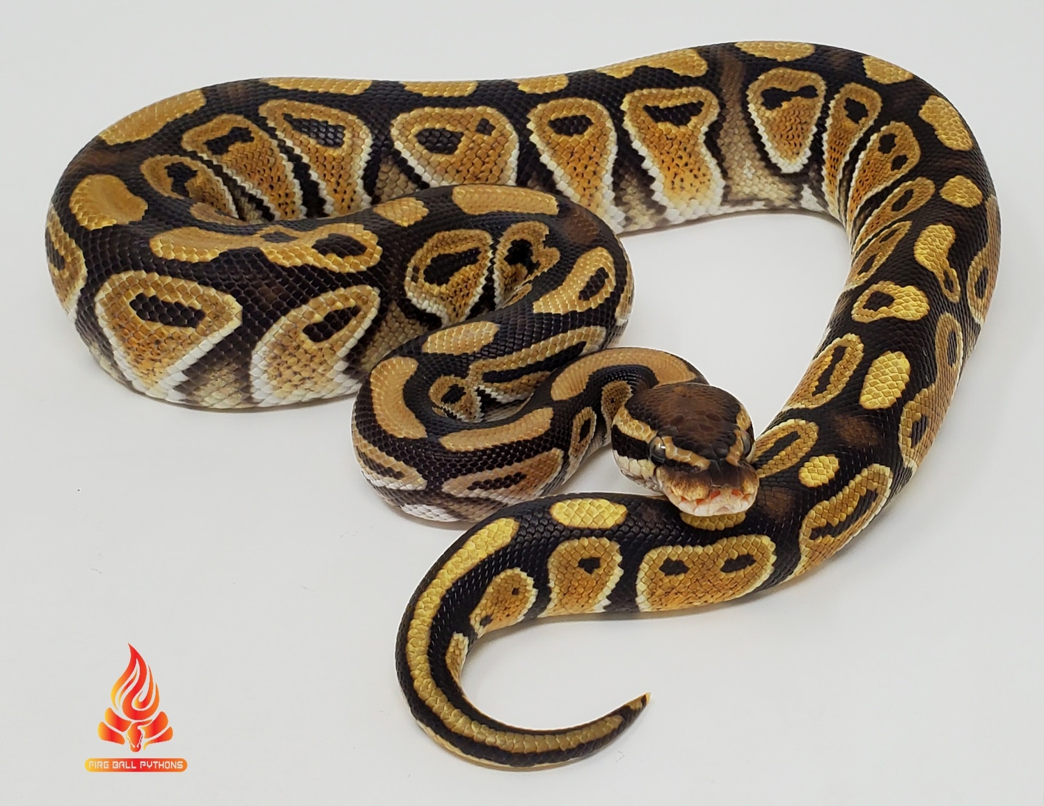 Special Het Clown (Poss Mystic Instead) Ball Python by Fire Ball ...