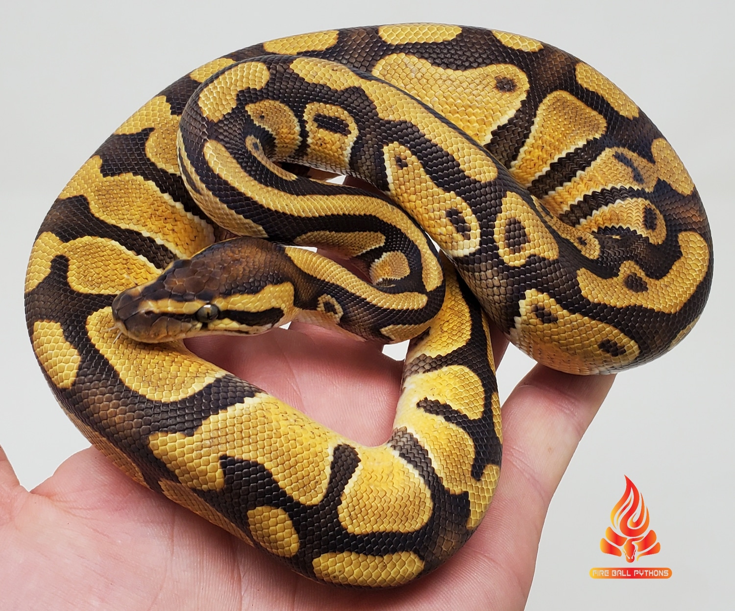 Enchi Triple Het Holy Grail Ball Python by Fire Ball Pythons - MorphMarket