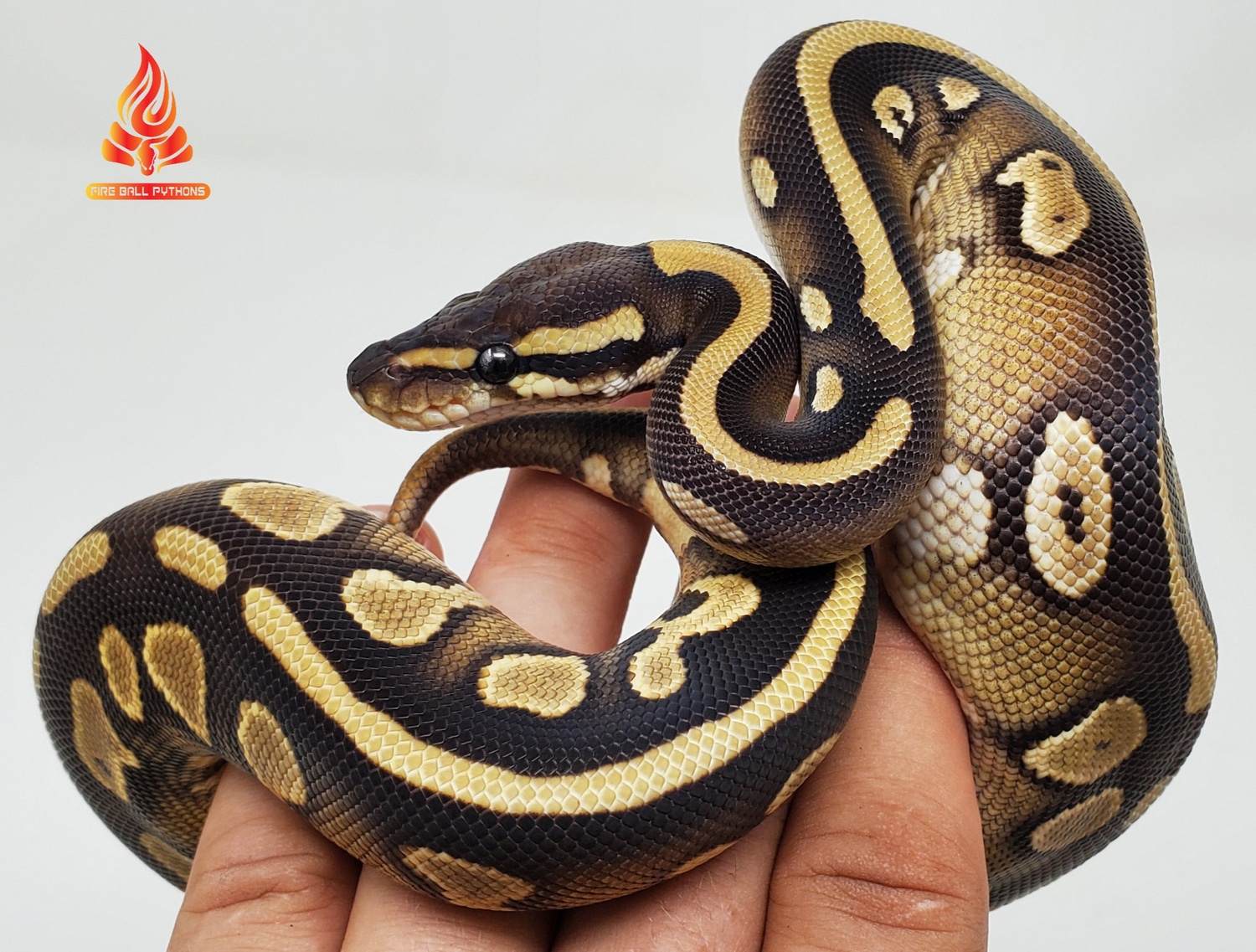 Mojave Dbl Het Dreamsicle Ball Python by Fire Ball Pythons - MorphMarket