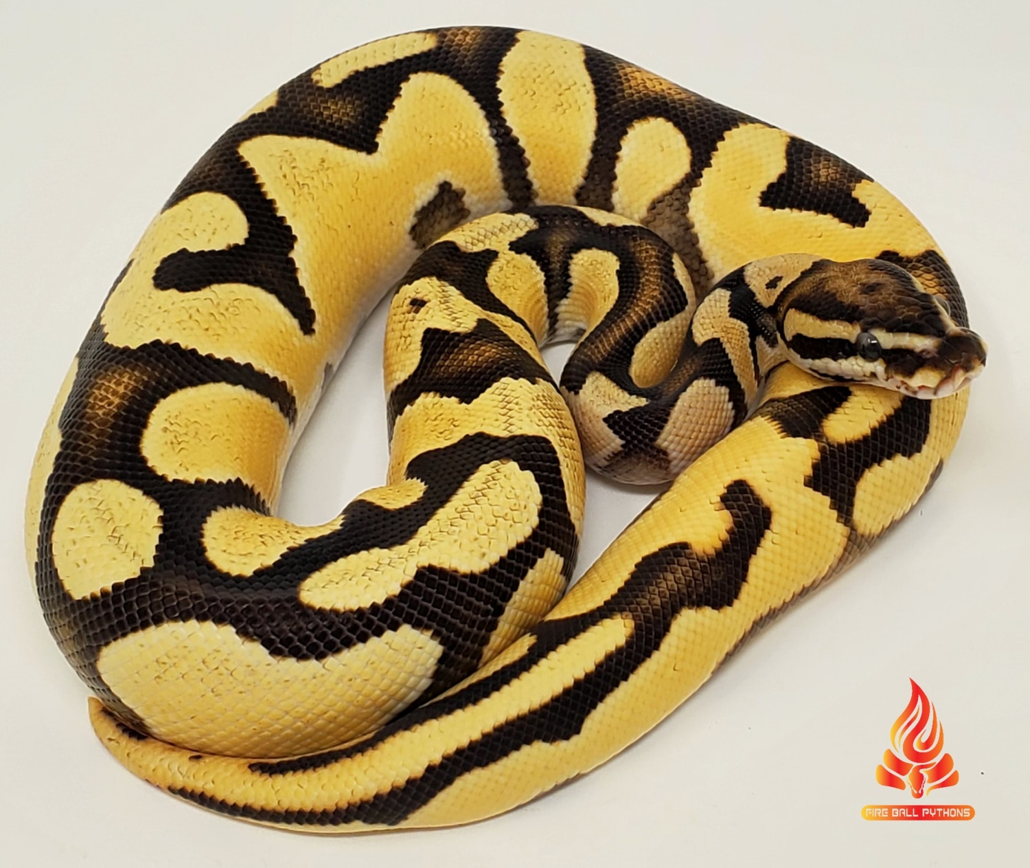 Super OD Fire Ball Python by Fire Ball Pythons - MorphMarket