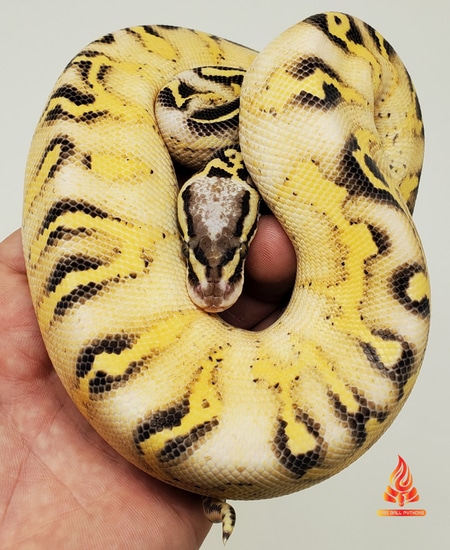 Pastel Freeway Ball Python by Fire Ball Pythons
