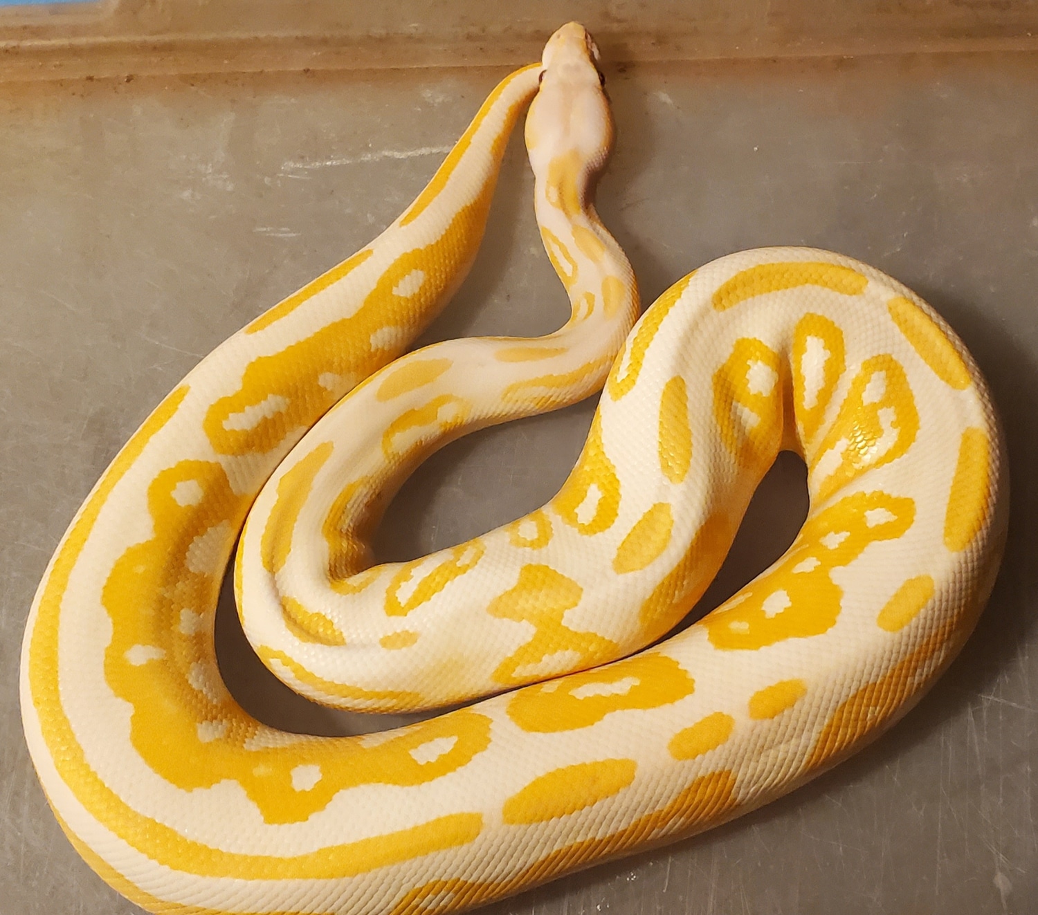 Black Pastel Lavander Albino 100% Het Pied Ball Python by Fire Ball ...