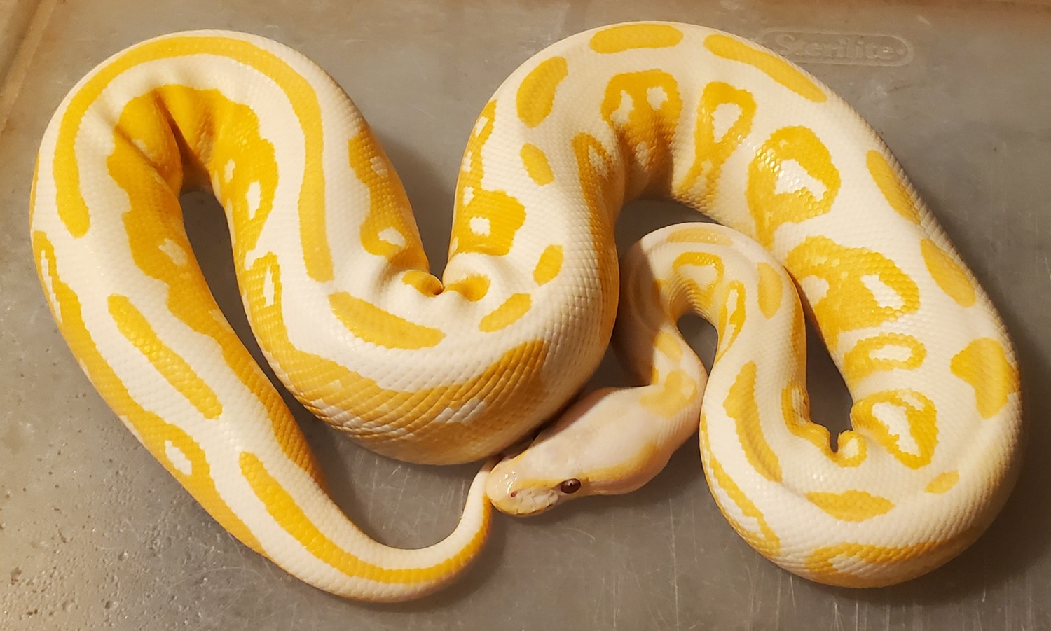 Black Pastel Lavander Albino 100% Het Pied Ball Python by Fire Ball ...