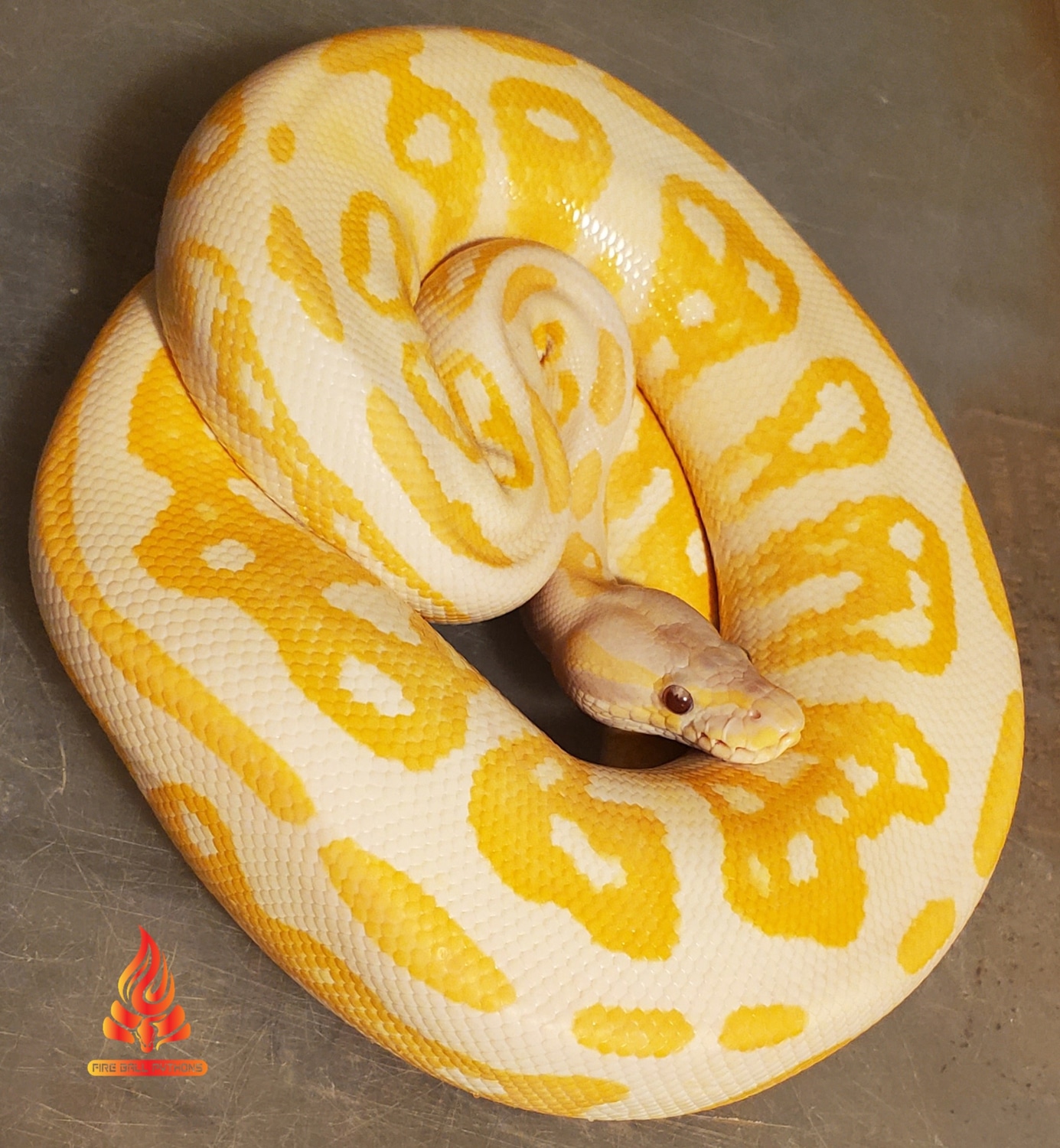 Black Pastel Lavander Albino 100% Het Pied Ball Python by Fire Ball ...