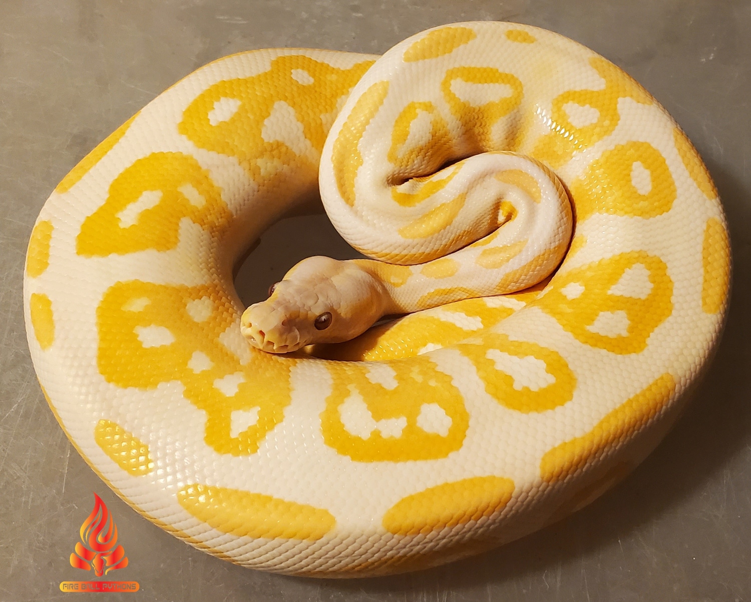 Black Pastel Lavander Albino 100% Het Pied Ball Python by Fire Ball ...