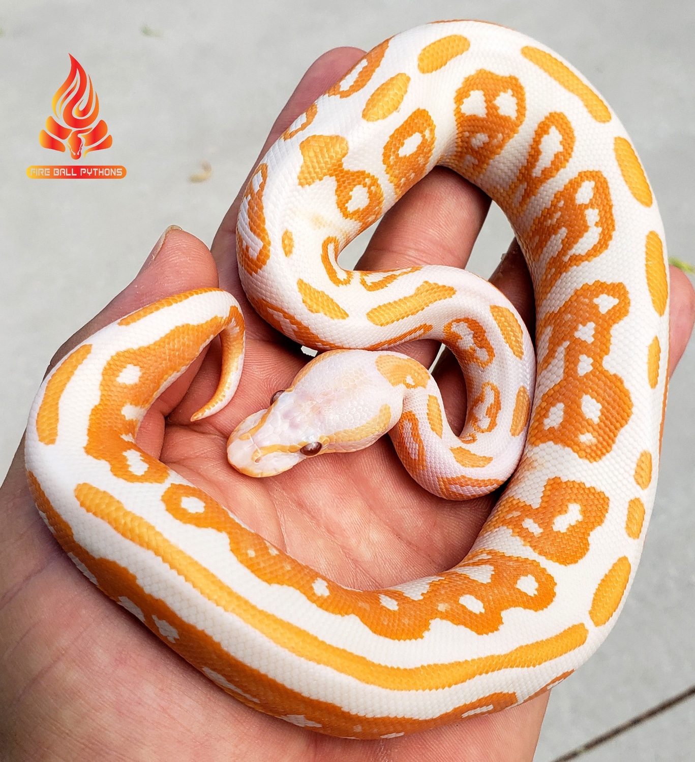 Black Pastel Lavander Albino 100% Het Pied Ball Python by Fire Ball ...