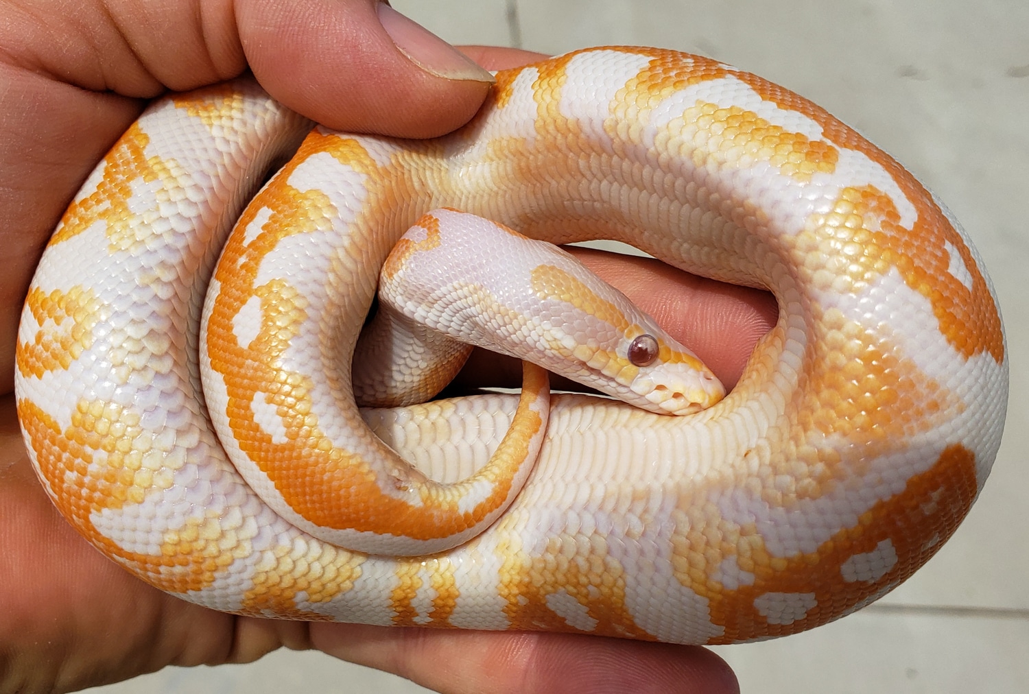 Black Pastel Lavander Albino 100% Het Pied Ball Python by Fire Ball ...