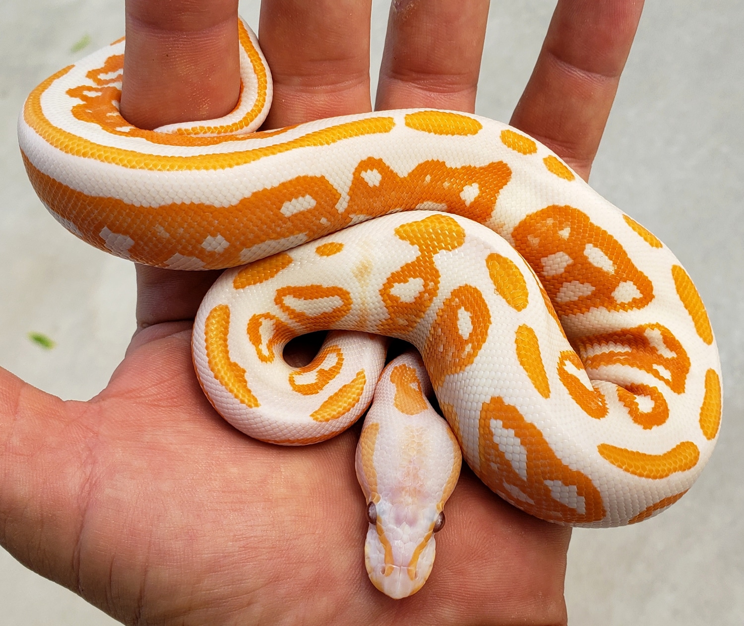 Black Pastel Lavander Albino 100% Het Pied Ball Python by Fire Ball ...