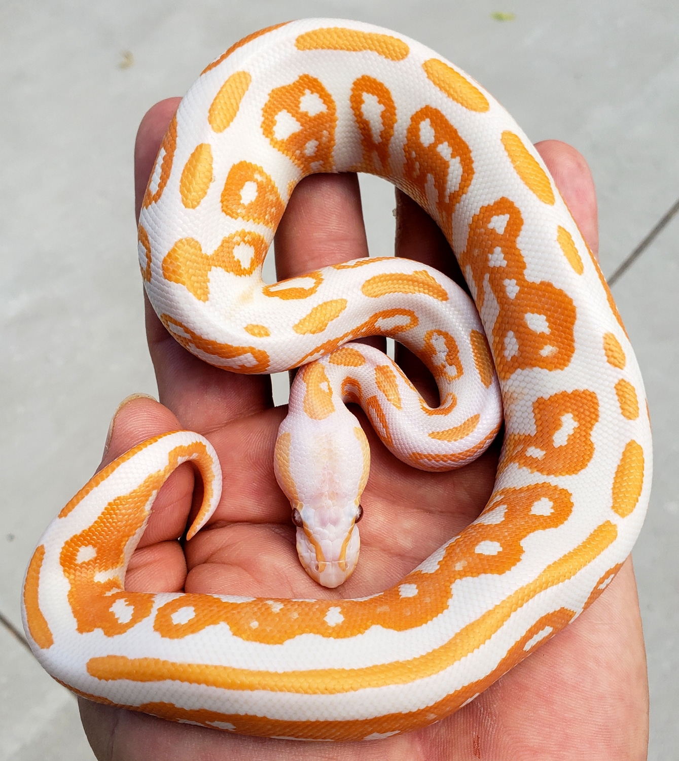 Black Pastel Lavander Albino 100% Het Pied Ball Python by Fire Ball ...