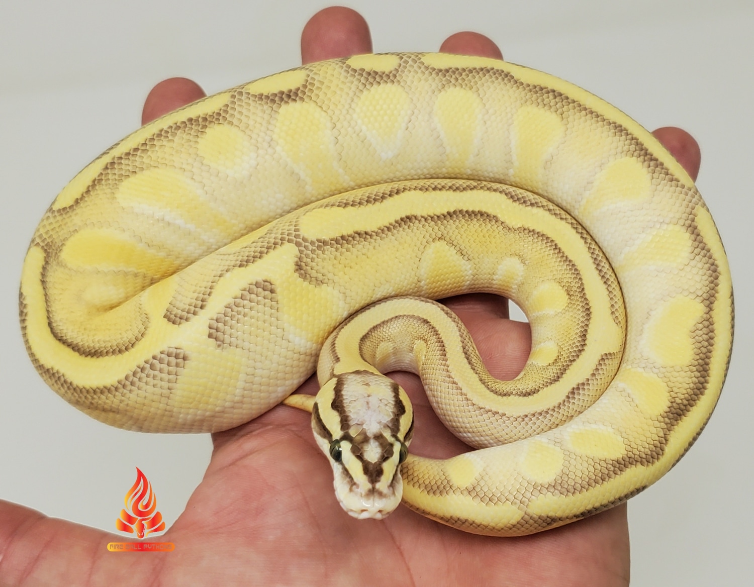 Enchi Butter Firefly 100% Het Clown Ball Python by Fire Ball Pythons ...