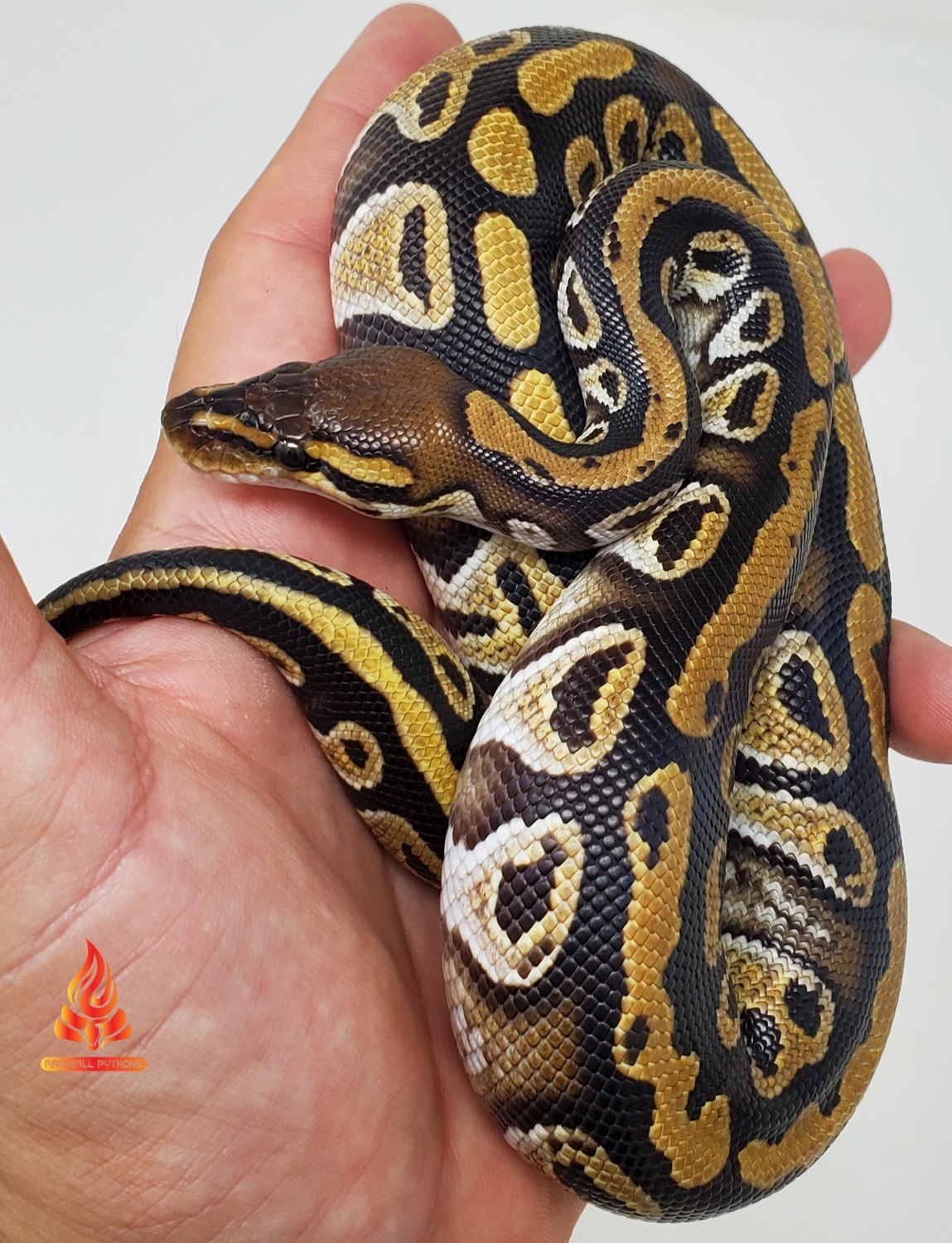 Cypress Het Clown Ball Python by Fire Ball Pythons - MorphMarket