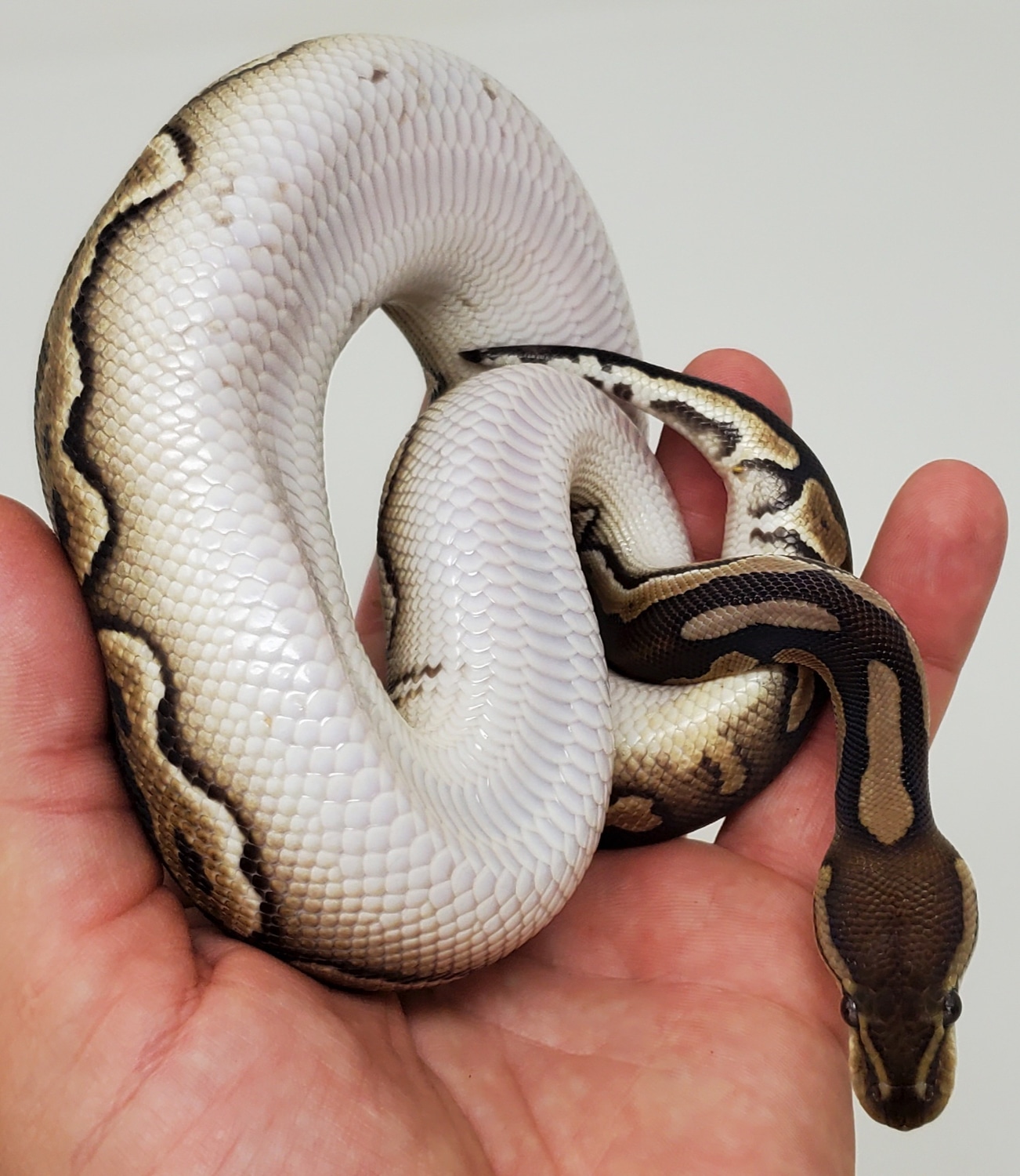 Chocolate Cinnamon Special Or Mystic Het Clown Ball Python by Fire Ball ...